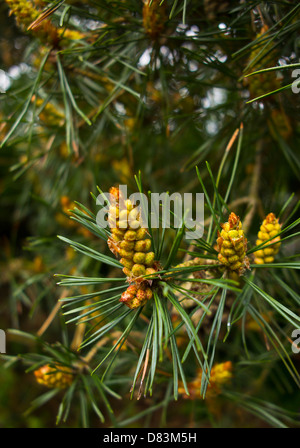 Scots pine (Pinus sylvestris) young seed cones and green leaves Stock ...