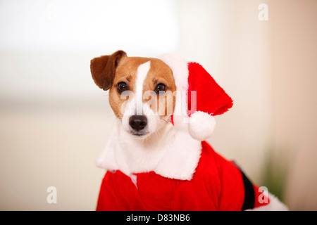 Santa claus and jack russell terrier dog dressed as a reindeer, santa's ...