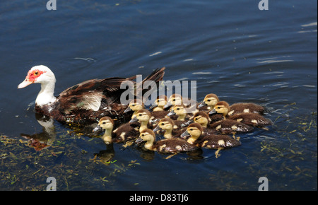 scobie duck with twelve cute ducklings Stock Photo: 50598576 - Alamy