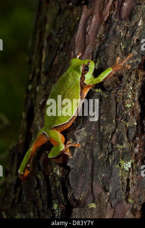 Vocalizing pine barrens tree frog - Hyla andersonii Stock Photo - Alamy