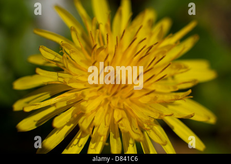 Dandelion macro visual anther stigma spring flower Stock Photo - Alamy