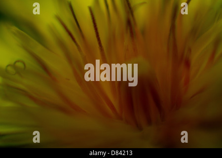 Dandelion macro visual anther stigma spring flower Stock Photo - Alamy