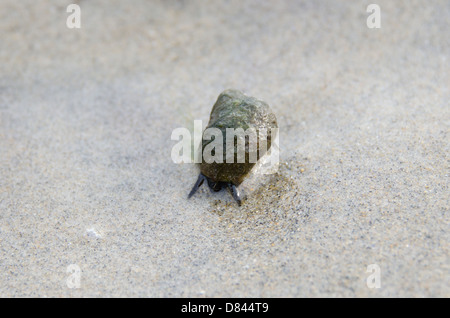 A Common Periwinkle moves slowly across a wet, sandy beach at low tide ...