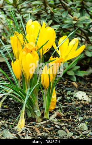 Yellow Crocus flowers blooming in the autumn. Yellow crocus spring ...
