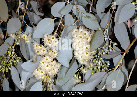 Coolibah Tree/Coolabah Tree-Eucalyptus coolabah- Family Myrtaceae Stock ...
