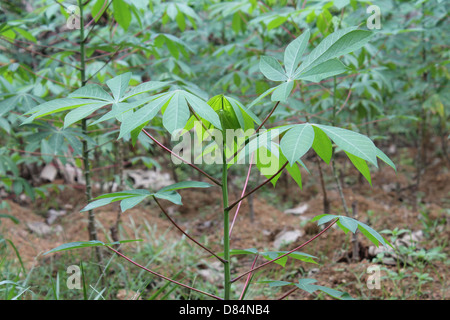 cultivation of Tapioca Stock Photo - Alamy