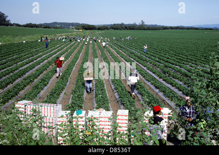 Agriculture - Strawberry fields with field workers harvesting in the ...