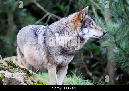 Grey Wolf stalking Stock Photo - Alamy