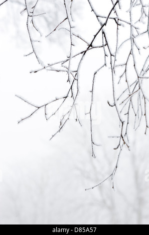 Snow-covered tree branches during winter snowfall. Natural cold season ...