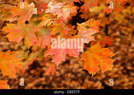 Orange maple leaves in the forest, autumn sun Stock Photo - Alamy