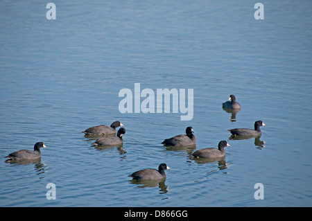 Flock of American coots (Fulica americana) swimming in blue water Stock ...