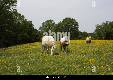 Horses standing and grazing in a green meadow in the rural landscape of ...