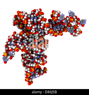 Transfer RNA tRNA ribonucleic acid translates messenger RNA mRNA into a ...