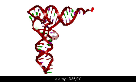 Transfer RNA (tRNA, phenylalanyl-tRNA) molecule from yeast, crystal ...