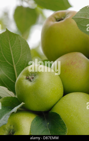 Germany, Bavaria, Apples growing on tree Stock Photo - Alamy