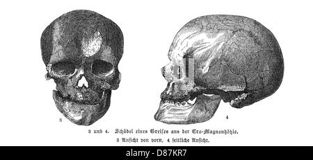 Cro Magnon Homo Sapiens Stock Photo - Alamy