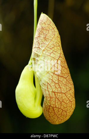 Calico flower (Aristolochia elegans Stock Photo - Alamy
