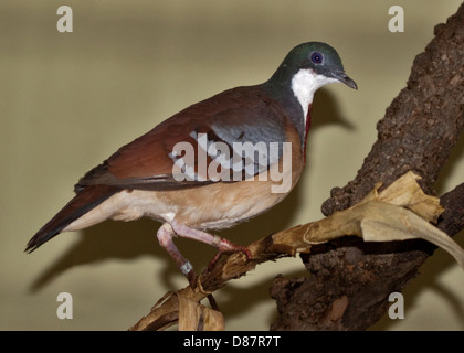 Mindanao Bleeding Heart Dove (gallicolumba crinigera Stock Photo - Alamy
