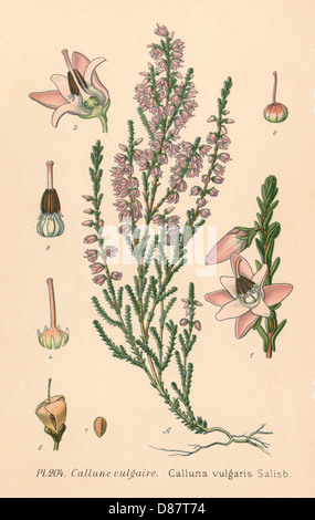 Plants Calluna Vulgaris Stock Photo - Alamy