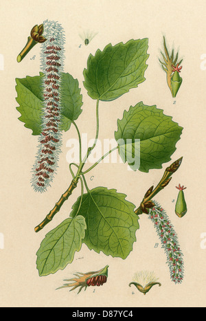 Populus tremula aspen Stock Photo - Alamy