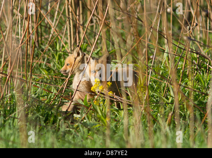 two red fox pups Stock Photo - Alamy
