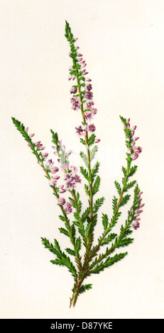 Plants Calluna Vulgaris Stock Photo - Alamy