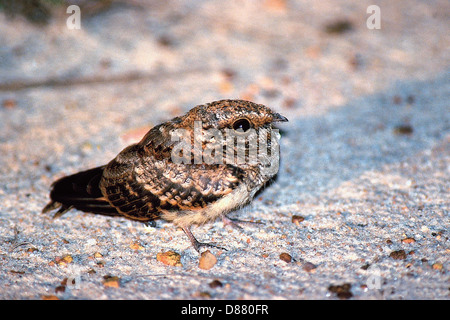 Least Nighthawk (Chordeiles pusillus Stock Photo - Alamy