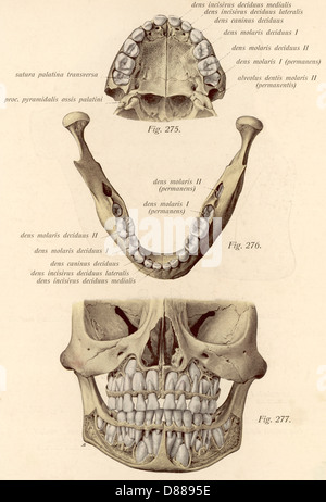 The bones of the jaw Stock Photo - Alamy