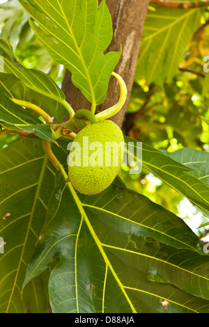 Sake on the tree Stock Photo - Alamy