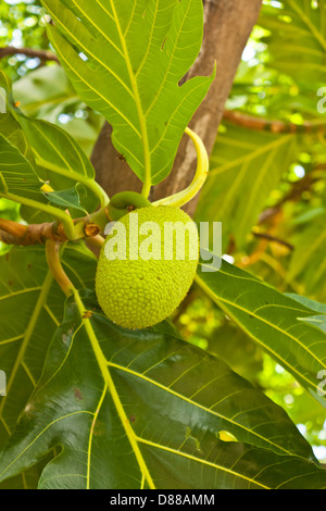 Sake on the tree Stock Photo - Alamy