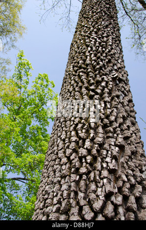 Close-up of bark of american persimmon tree or Diospyros virginiana ...