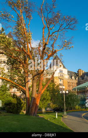 Arbutus tree at the Fairmont, Empress Hotel, Victoria, British Columbia ...