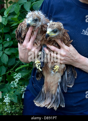 A red kite (Milvus milvus) chick in the verge of fledging (branching ...