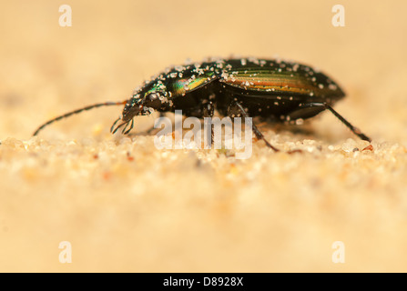 Beetle - Poecilus versicolor Stock Photo - Alamy
