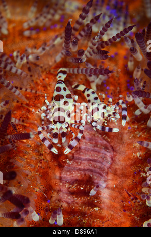 Coleman shrimp Periclimenes colemani on a fire urchin Stock Photo - Alamy