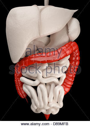 An anterior view of the large intestine and colon, with a flexible ...