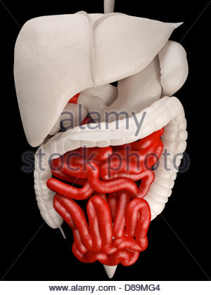 An anterior view of the large intestine and colon, with a flexible ...