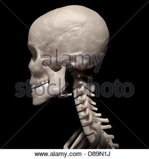 Illustration of human skeleton side view Stock Photo - Alamy