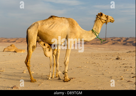 child baby camel dromedar dromedary crying cry for mother happy newborn ...