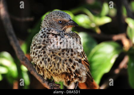 Africa. Tanzania. Rufous-tailed weaver (Histurgops ruficaudus) in ...