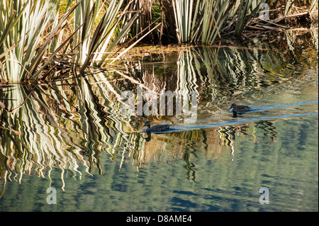 Reflections of sunlight, from ripples in the water create an abstract ...
