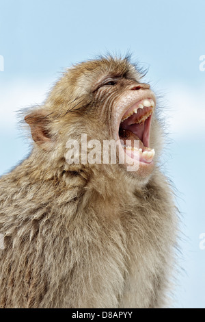 Barbary Macaque (Macaca sylvanus) yawning, native to northern Africa ...