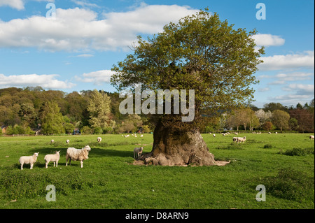 Ancient old English Oak Tree, Bradgate Park, Charnwood Stock Photo ...