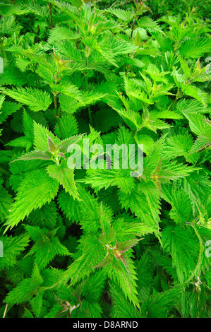 Stinging nettle patch Stock Photo - Alamy