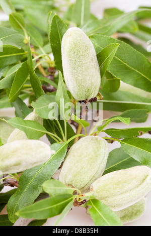 A closeup of tree branches with green leaves Stock Photo - Alamy