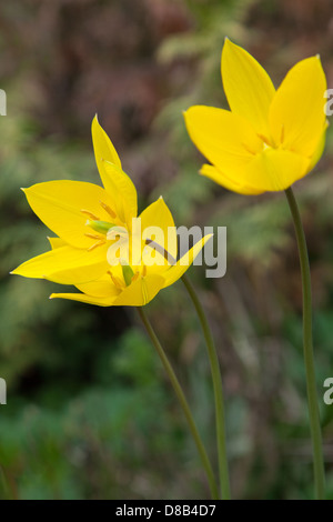 Wild tulip (Tulipa sylvestris australis) in flower in grassland ...