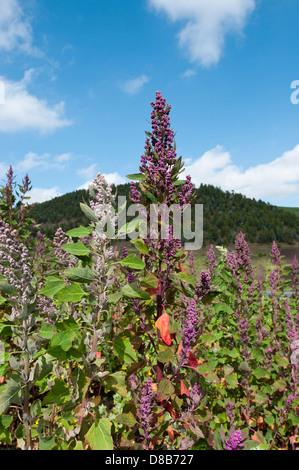 Quinoa planting in the Province of Chimborazo Stock Photo - Alamy