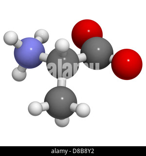 L-(+) alanine molecule, ball and stick molecular model. The L ...