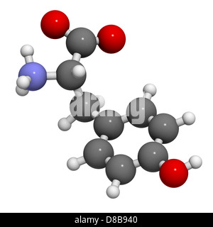 Tyrosine (Tyr, Y) amino acid, molecular model. Amino acids are the ...