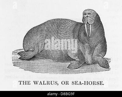 Walrus or sea-horse, Odobenus rosmarus. From a specimen in Edinburgh ...